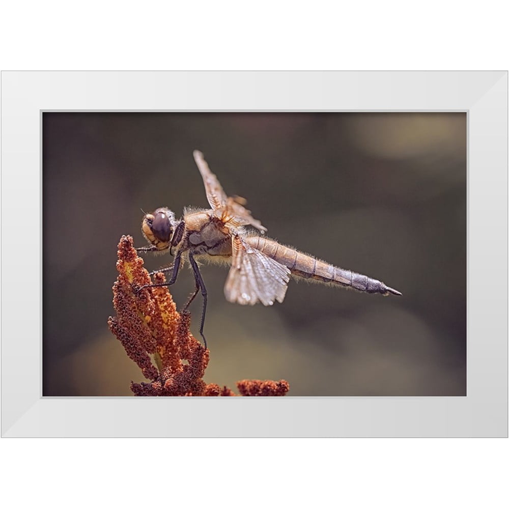 Williams, Stuart 24x17 White Modern Wood Framed Museum Art Print Titled ...