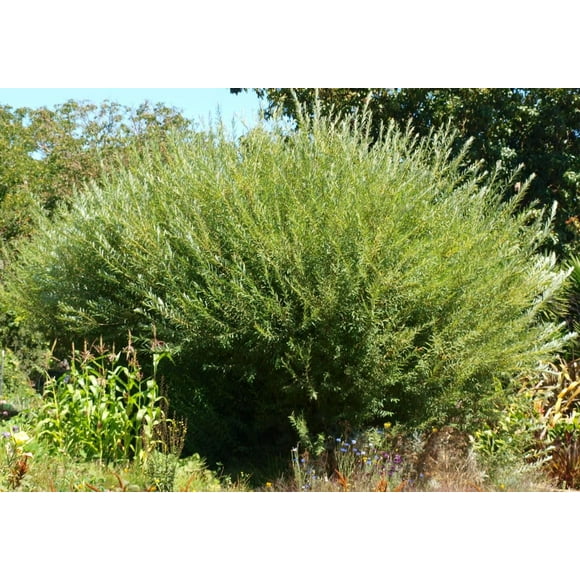 Willow Bush Hedge