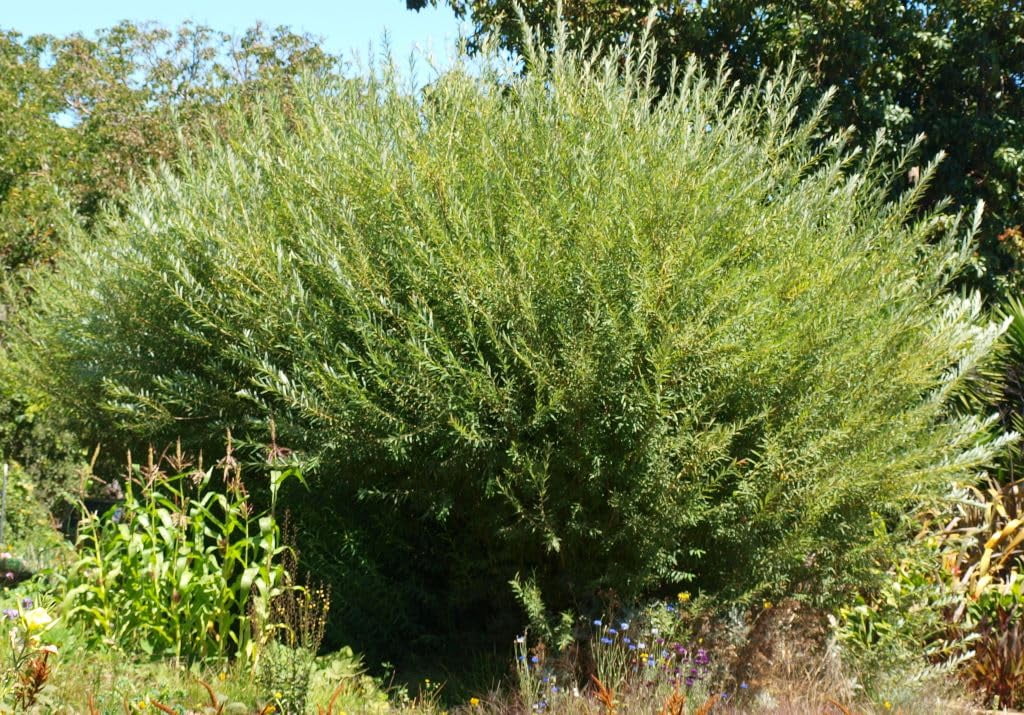 Willow Bush Cuttings for Planting - Low Growing Dense Growth - Great ...