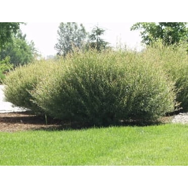 Hybrid Willow Tree Plants for Growing | Fast Privacy Hedge Row, Wind ...
