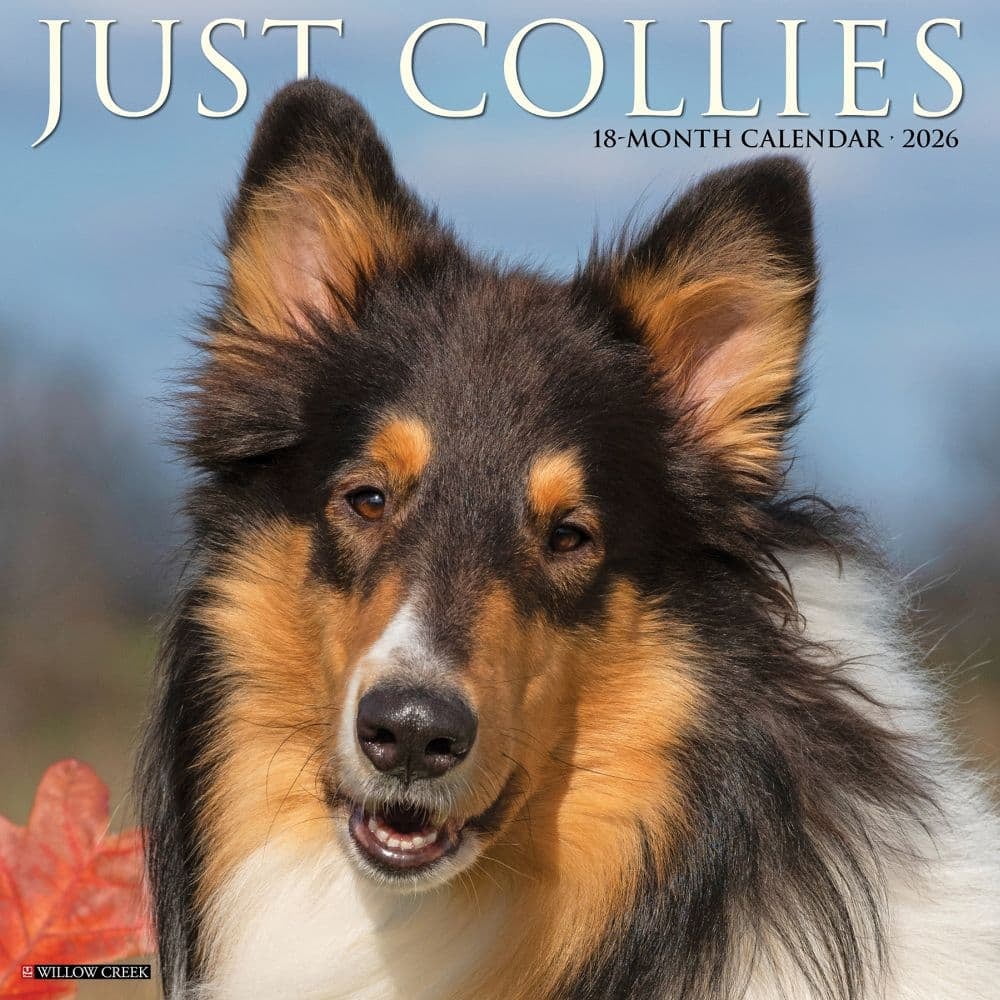 Willow Creek Press, Collies 2026 Wall Calendar, 12'' X 12'', 18-Month ...