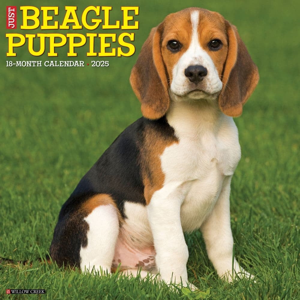 2025 Willow Creek Press Animals Wall Calendar, 12" x 12" , Beagle ...