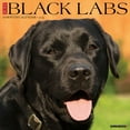 Willow Creek Press, Just Black Labs 2025 Wall Calendar - Walmart.com
