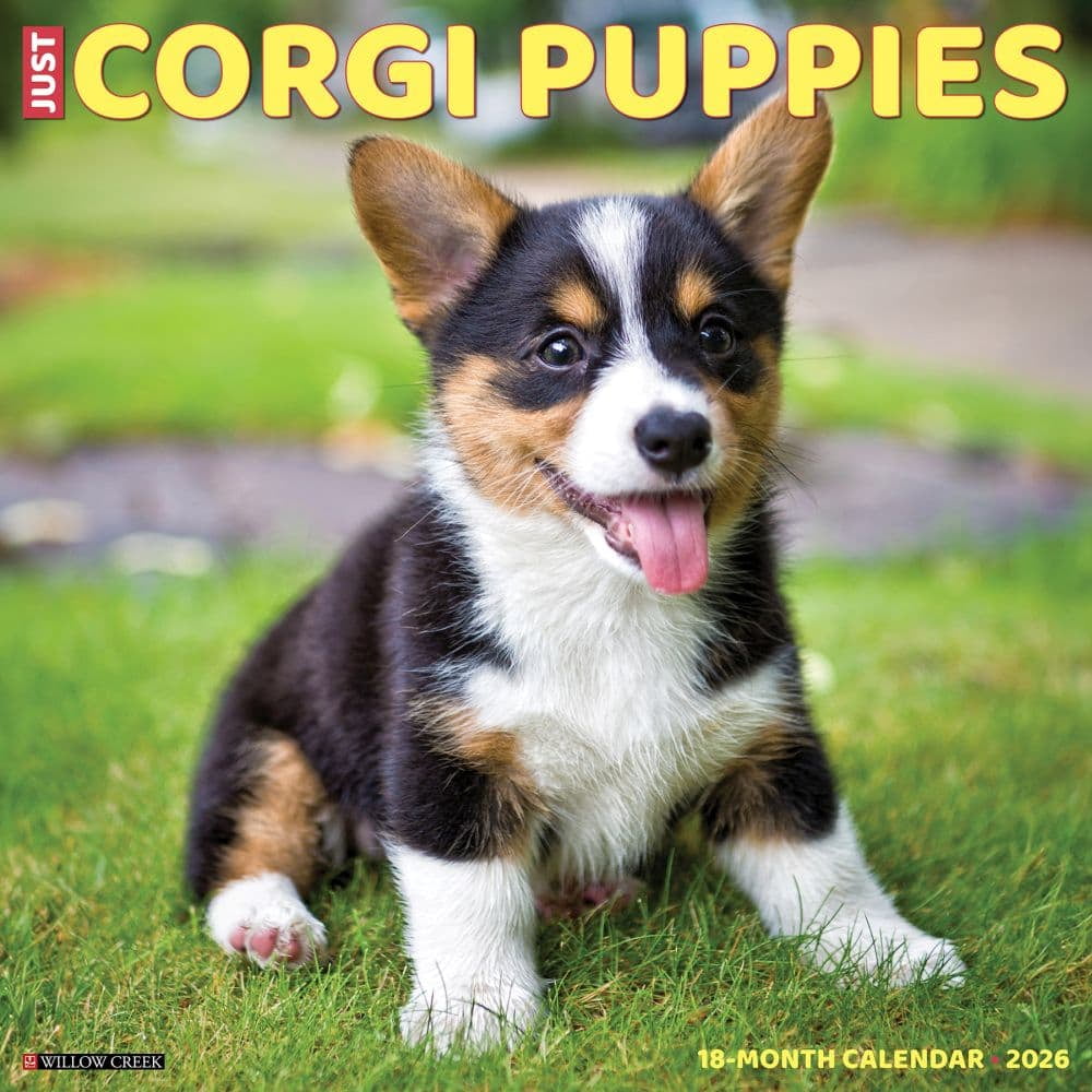 Willow Creek Press, Just Corgi Puppies 2026 Wall Calendar, 12'' X 12 ...