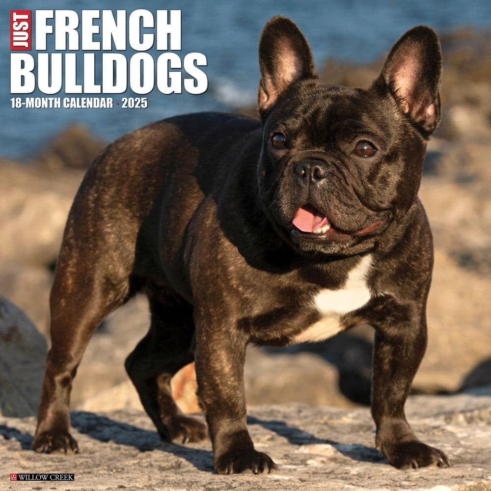 Willow Creek Press, Just French Bulldogs 2025 Wall Calendar - Walmart.com