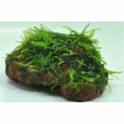 Willow Moss on Lava Rock - Live Aquarium Plant (Java Moss) - Walmart.com