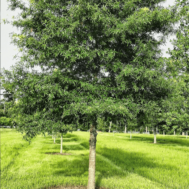 Willow Oak Live Plant, Willow Tree Live for Outdoor Garden, 12 Inches ...