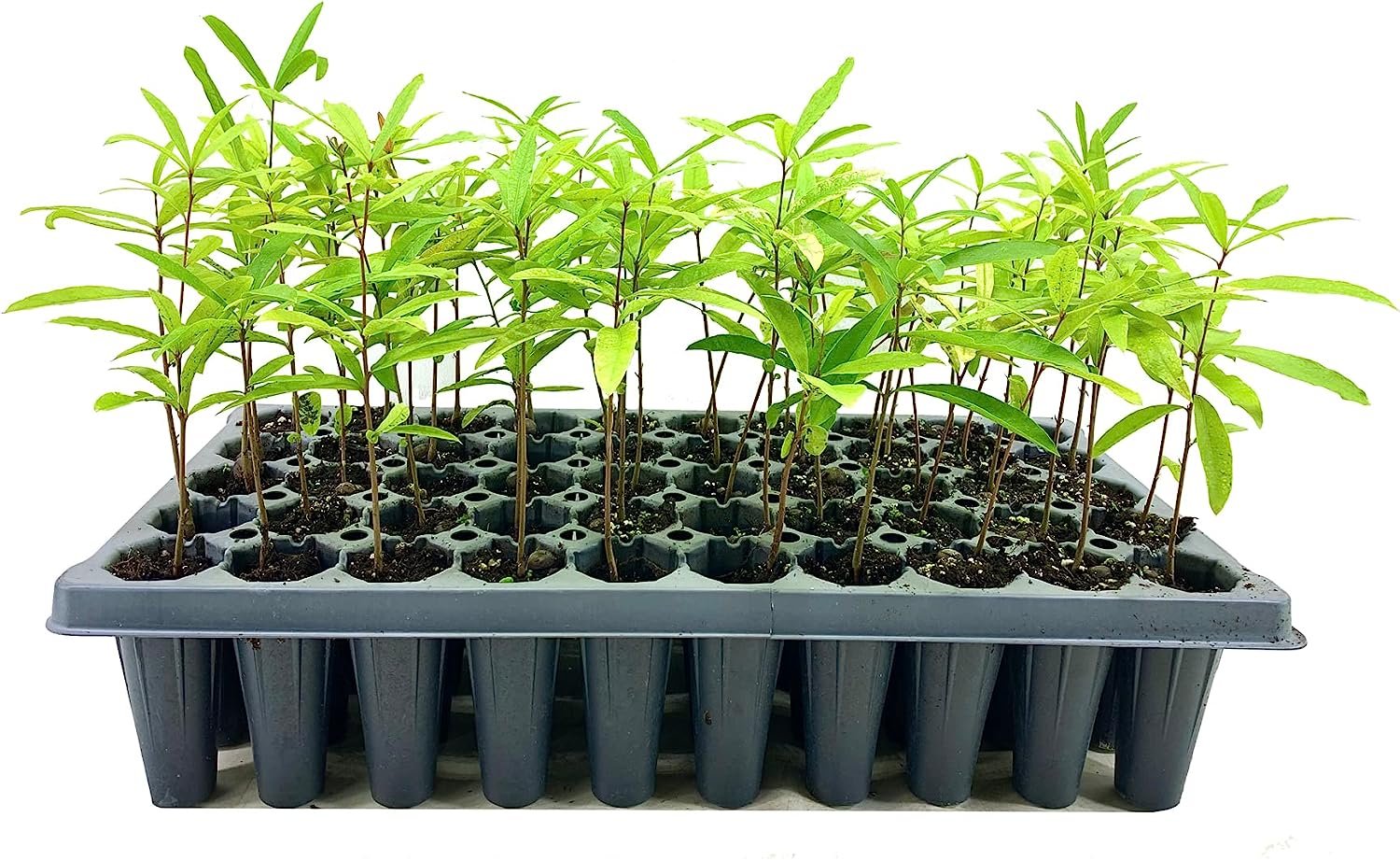 Austree Willow Trees - Fast Growth Hybrid Privacy and Shade Trees (50 ...