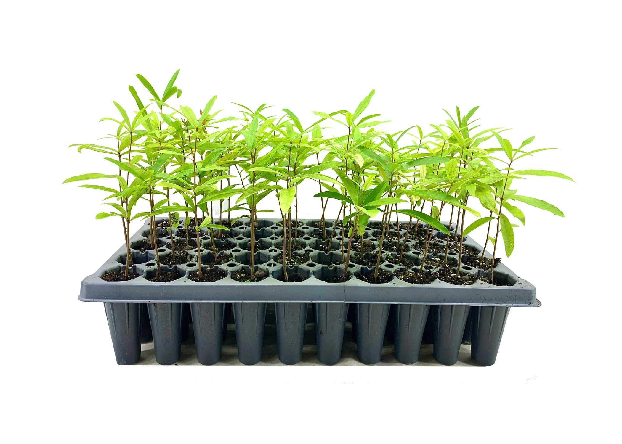 Willow Oak Tree 20 Live Plants Quercus Phellos Beautiful Unique Fast ...