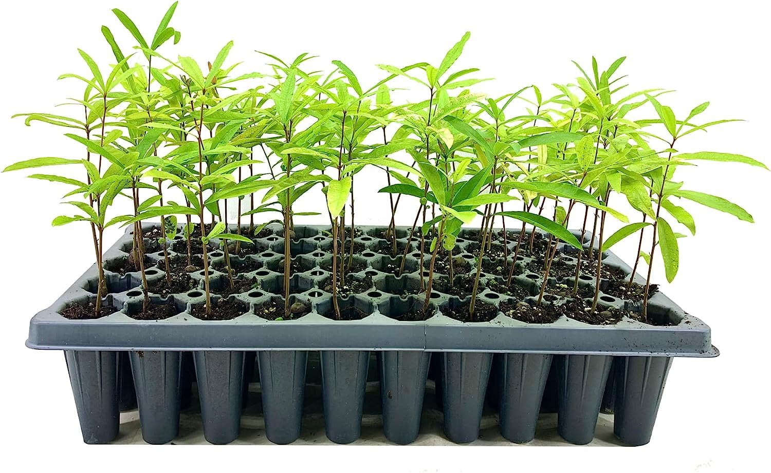 Willow Oak Tree 3 Live Plants Quercus Phellos Beautiful Unique Fast ...