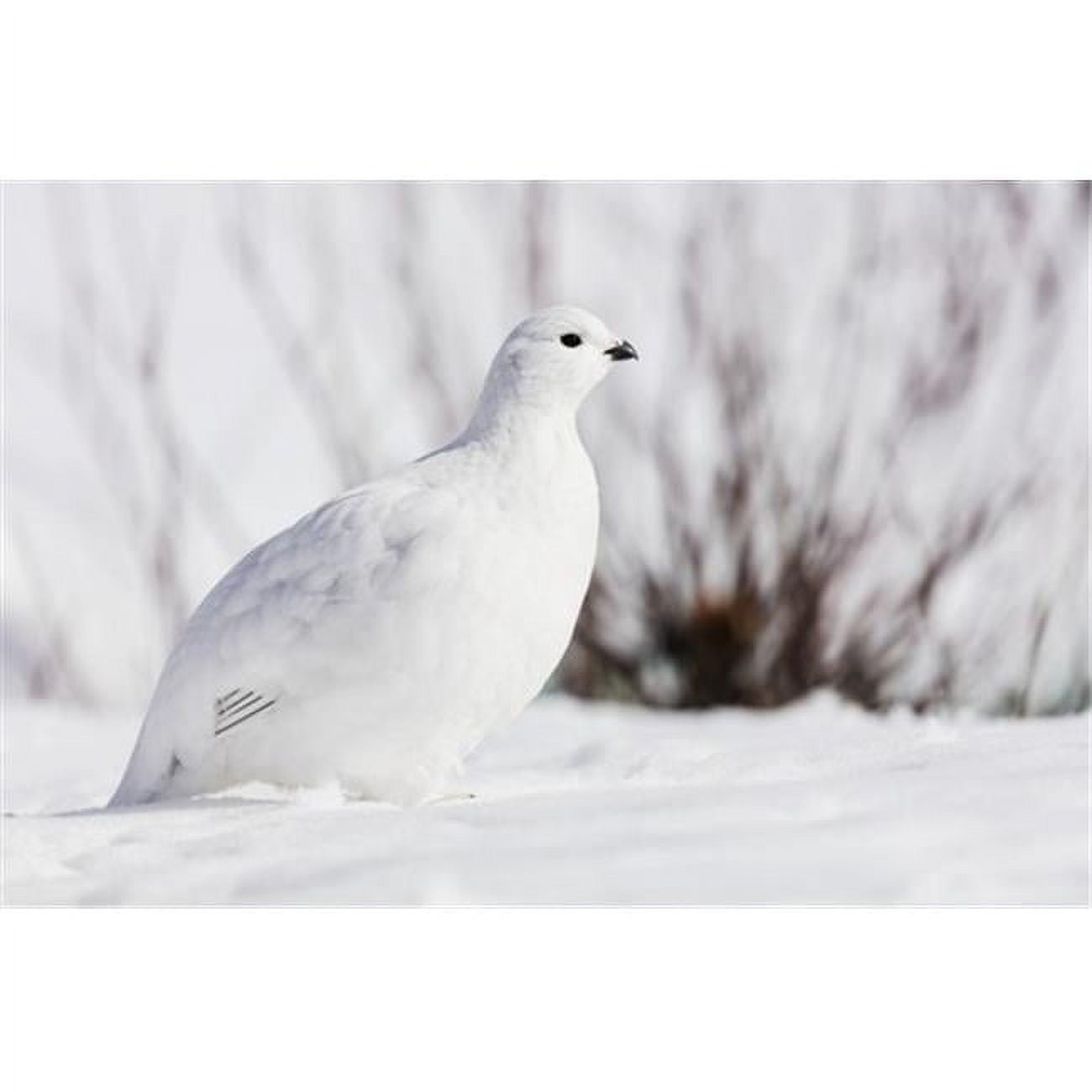 Willow Ptarmigan Foraging Among Willows in Early Spring in Arctic ...
