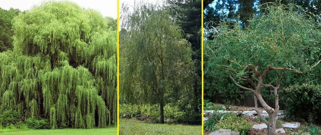 CZ Grain Willow Live Tree - Walmart.com