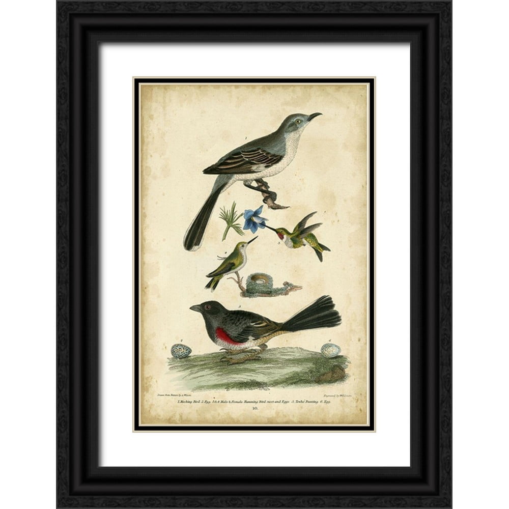 Wilson, Alexander 11x14 Black Ornate Wood Framed with Double Matting ...
