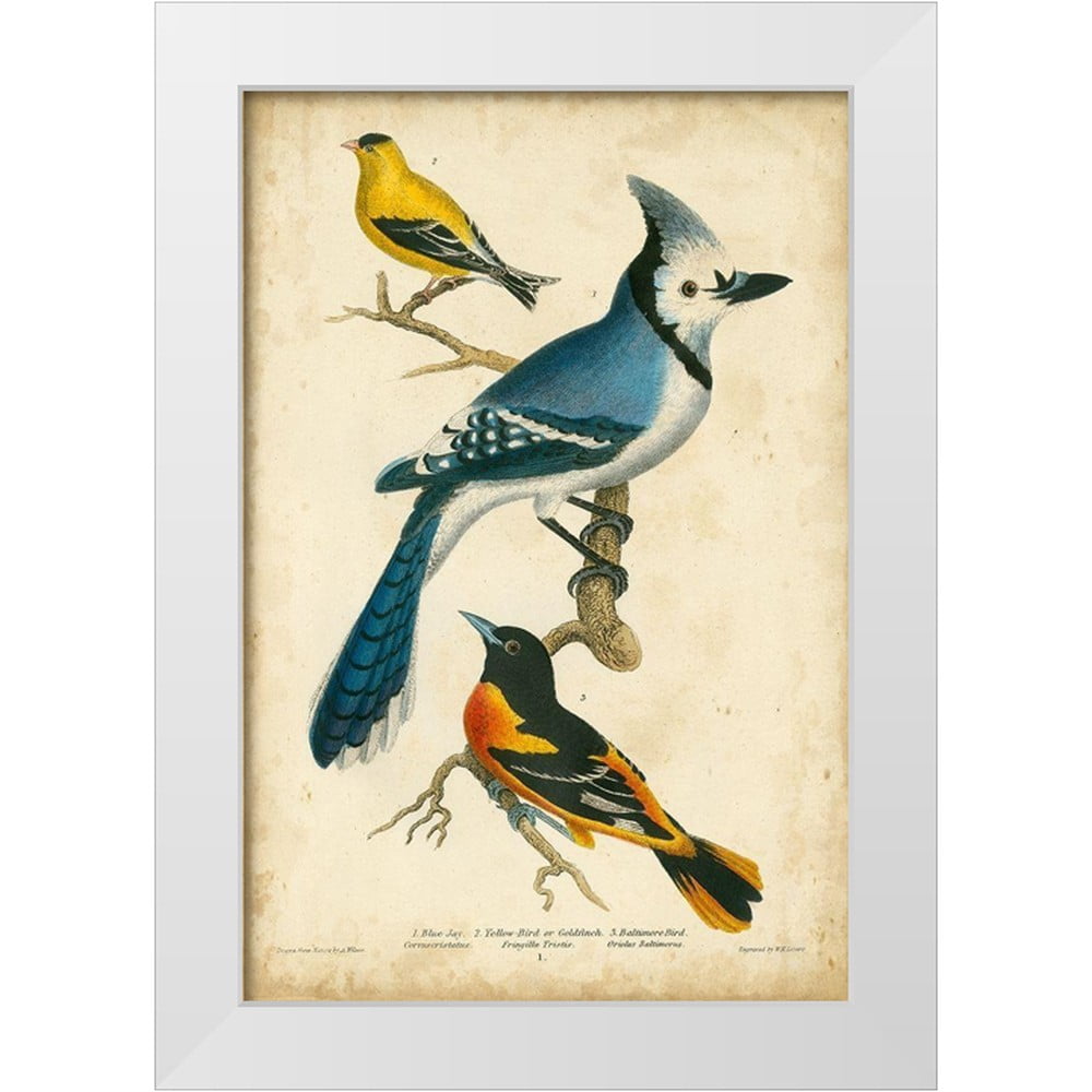 Wilson, Alexander 11x14 White Modern Wood Framed Museum Art Print ...