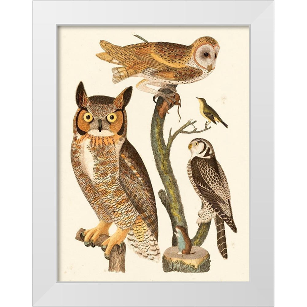 Wilson, Alexander 12x14 White Modern Wood Framed Museum Art Print ...