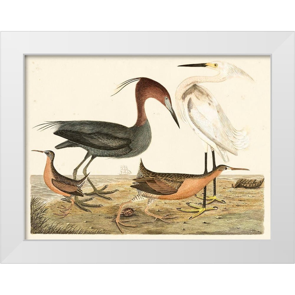 Wilson, Alexander 14x12 White Modern Wood Framed Museum Art Print ...