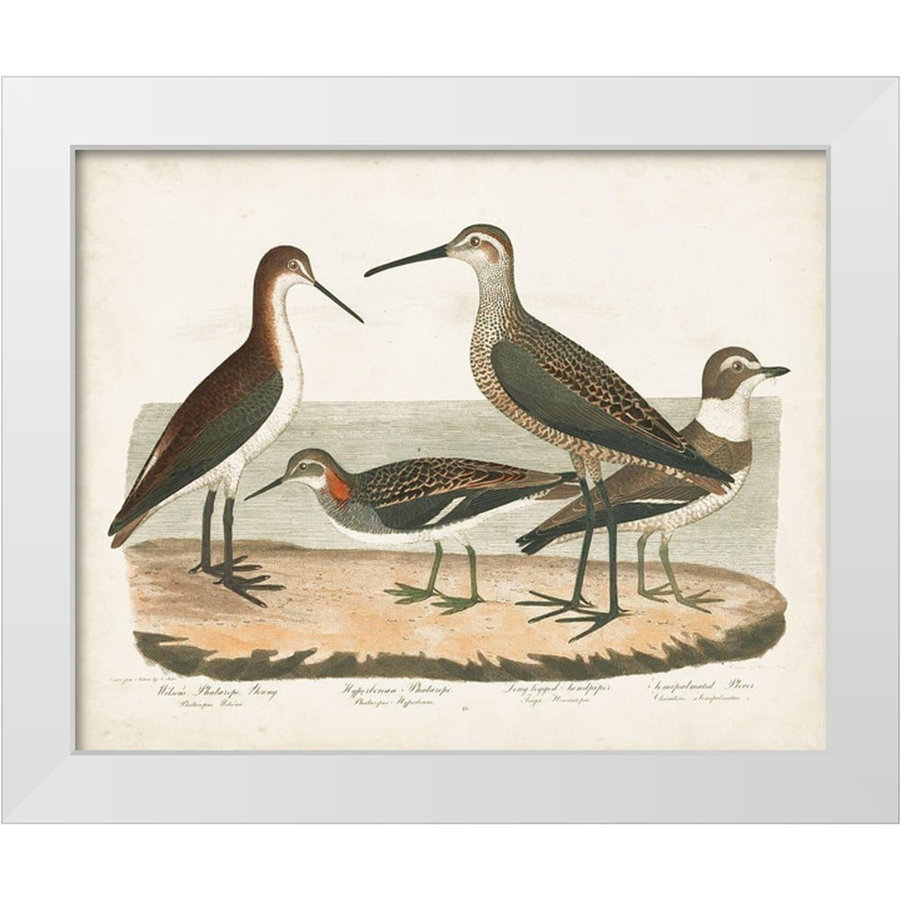 Wilson, Alexander 14x12 White Modern Wood Framed Museum Art Print ...