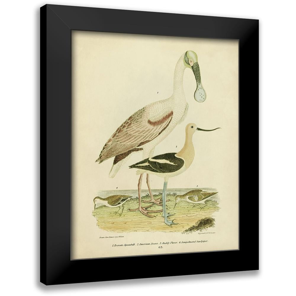 Wilson, Alexander 15x18 Black Modern Framed Museum Art Print Titled ...
