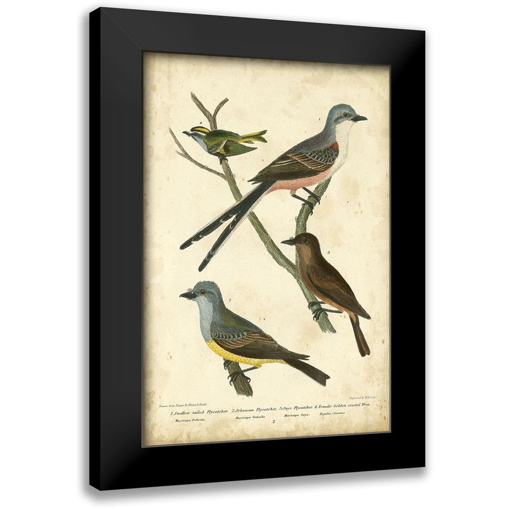 Wilson, Alexander 17x24 Black Modern Framed Museum Art Print Titled ...