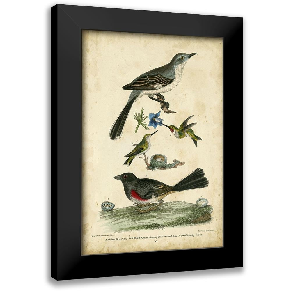 Wilson, Alexander 17x24 Black Modern Framed Museum Art Print Titled ...