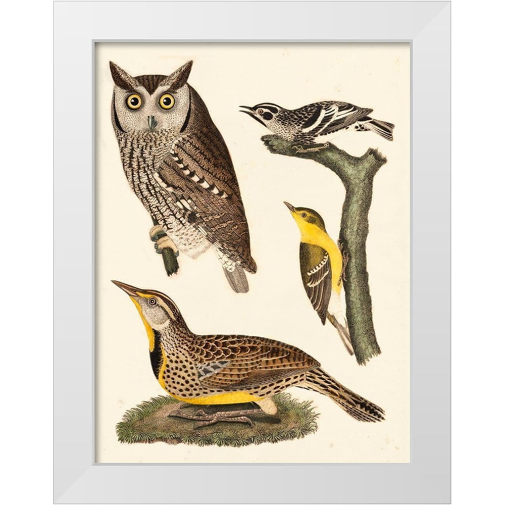 Wilson, Alexander 19x24 White Modern Wood Framed Museum Art Print ...