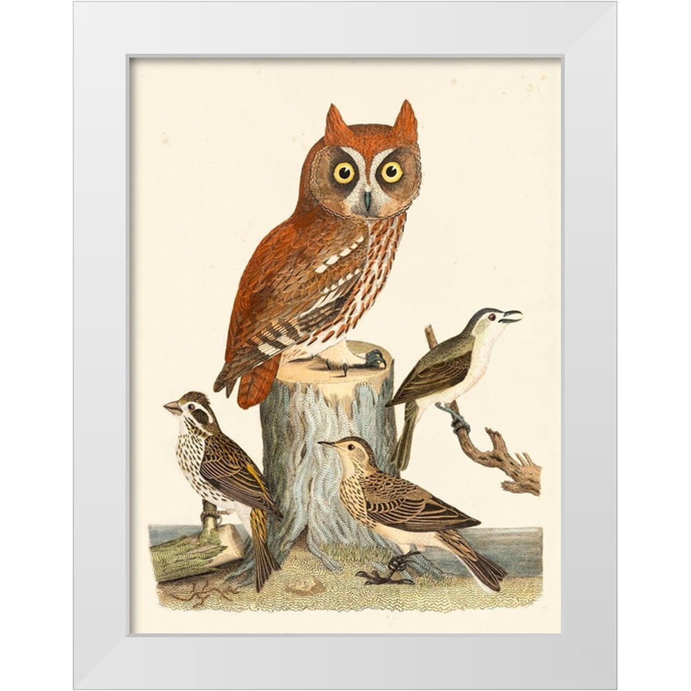 Wilson, Alexander 19x24 White Modern Wood Framed Museum Art Print ...