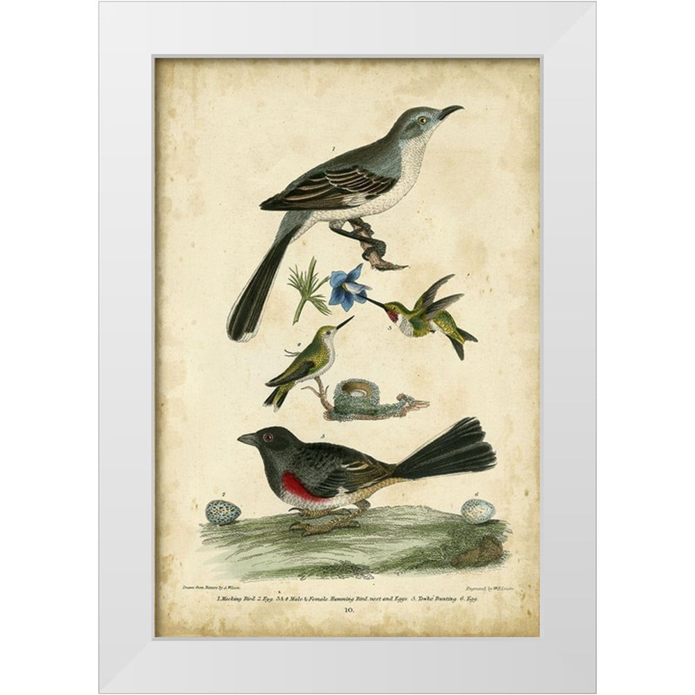 Wilson, Alexander 23x32 White Modern Wood Framed Museum Art Print ...