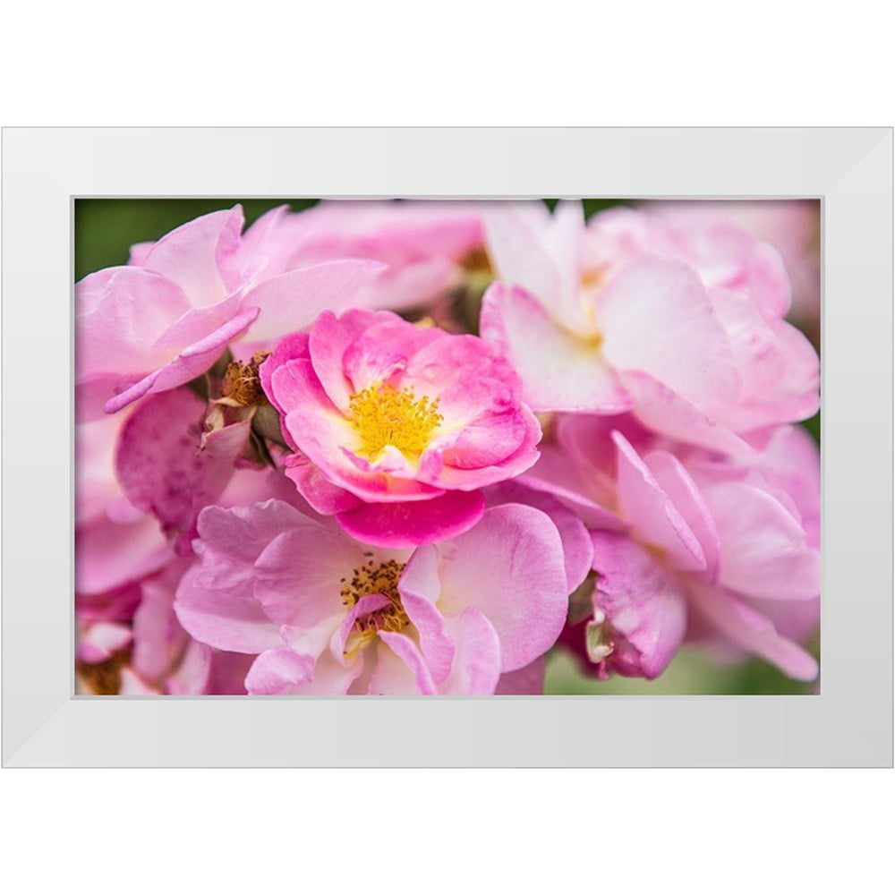 Wilson, Emily 24x17 White Modern Wood Framed Museum Art Print Titled ...