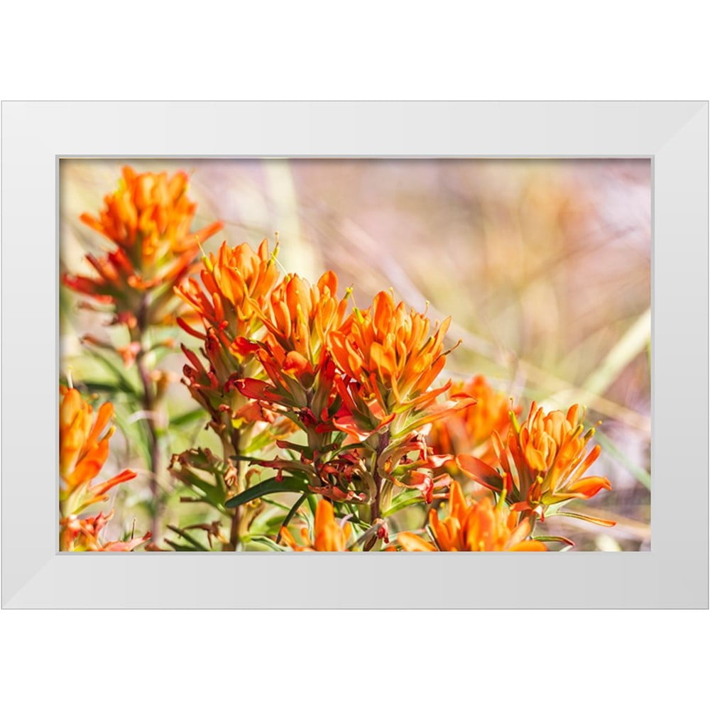 Wilson, Emily M. 24x17 White Modern Wood Framed Museum Art Print Titled ...