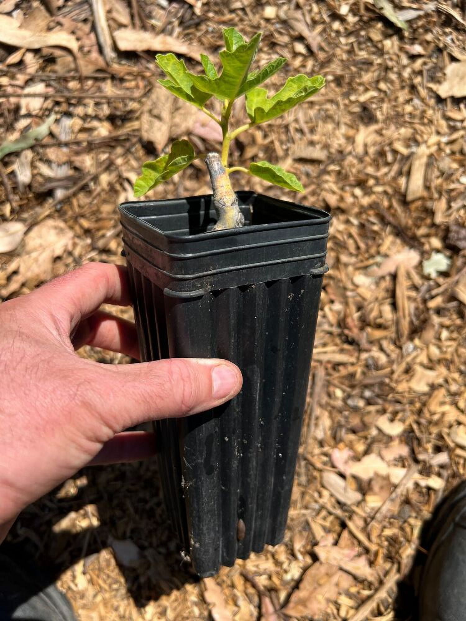 Wilson's Coyote Rainbow Fig Tree - Walmart.com
