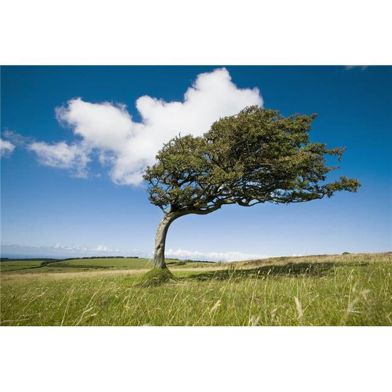 Wind-Swept Solitary Tree On Open Grassy Moorland Poster Print - Walmart.com