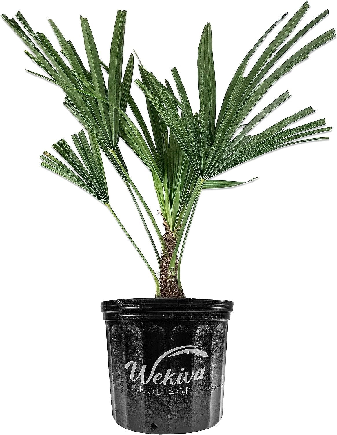 Windmill Palm Tree Root System