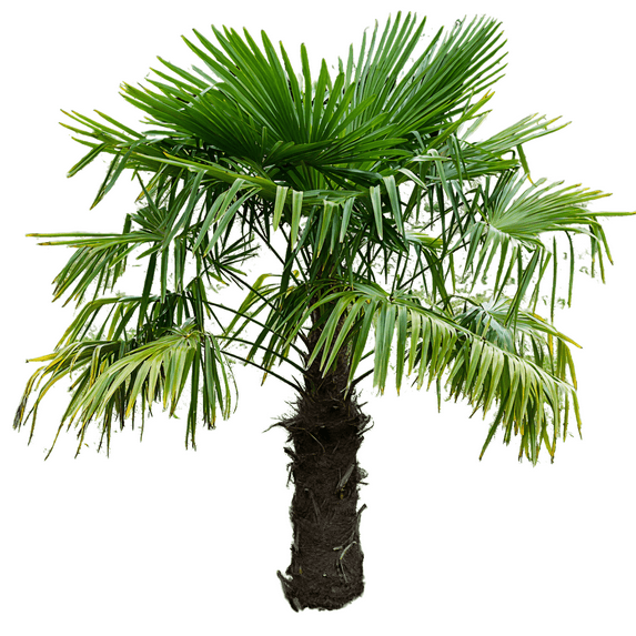 Windmill Palm Tree Live Trees, Cold Hardy Tropical - Walmart.com