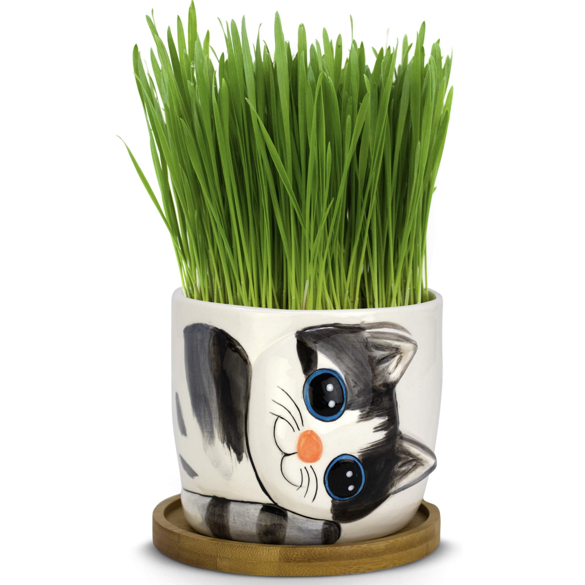 Window Garden - Cat Grass Growing Kit with Kitty Pot Planter - Purrfect ...
