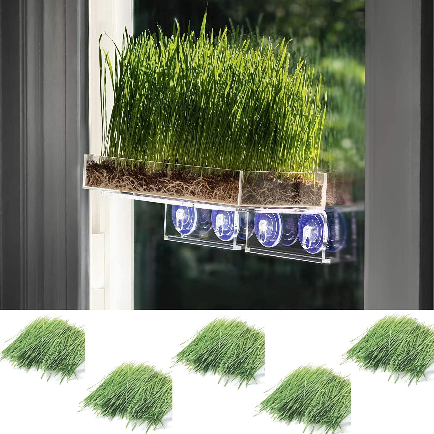 Window Garden Wheatgrass Kit, Tray with Soil, Juice Ledge Shelf Bundle ...