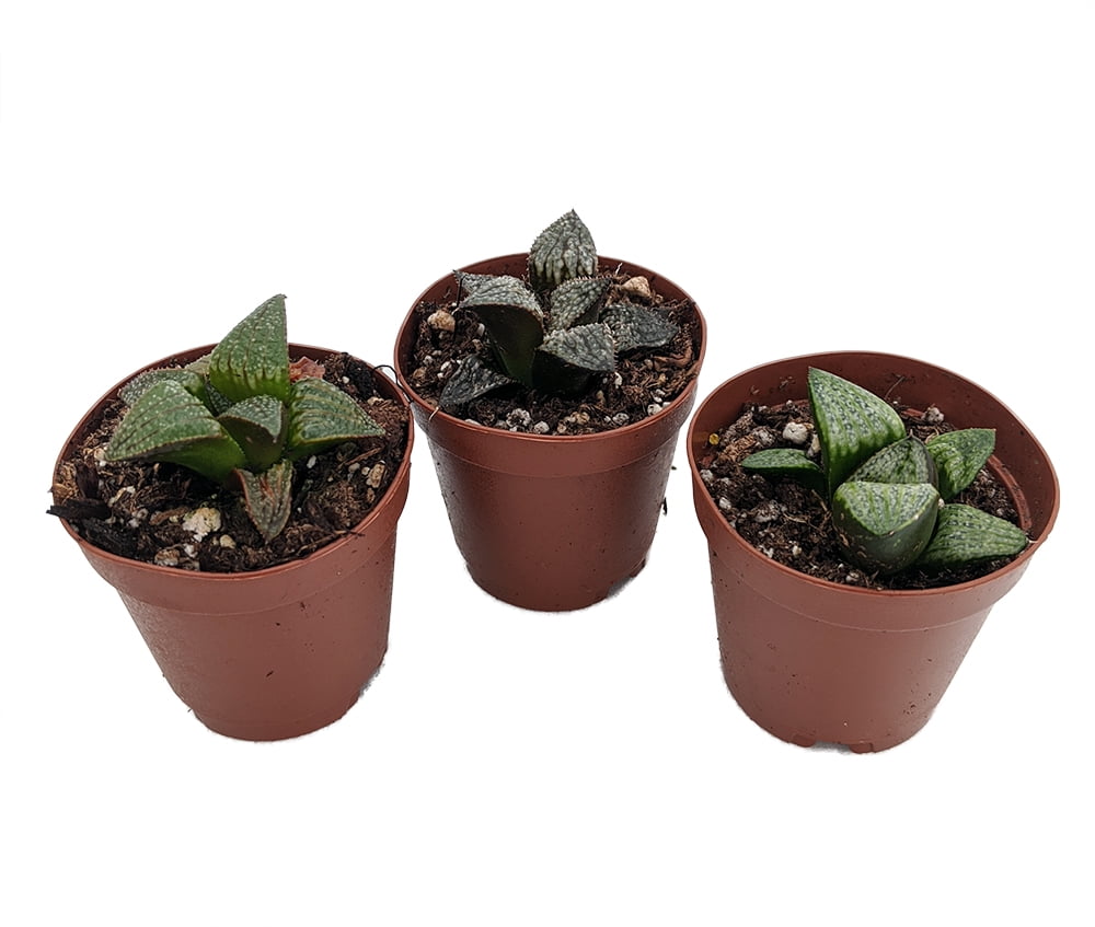 Window Pane Haworthia Collection - 3 Plants / 2" Pots - Easy Succulent ...