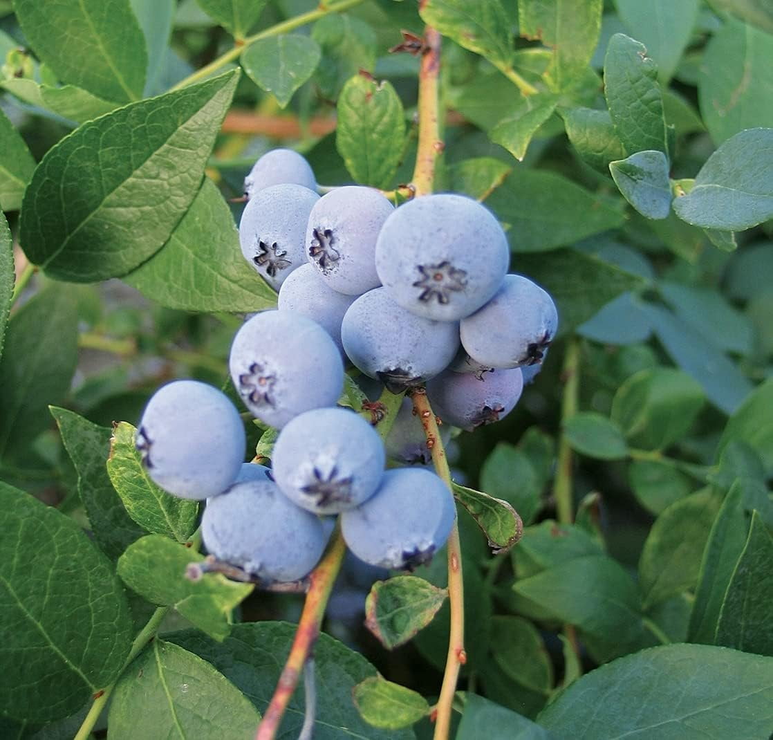 Windsor Blueberry Plant - Live Plant in a 2 Inch Growers Pot ...