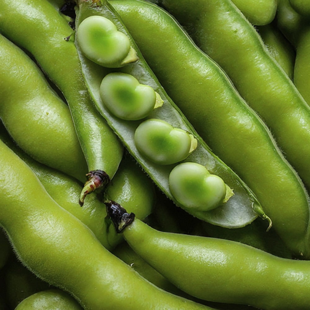 Windsor Fava Bean Seed, 75 Seeds, Non GMO, Heirloom, Beans used in ...