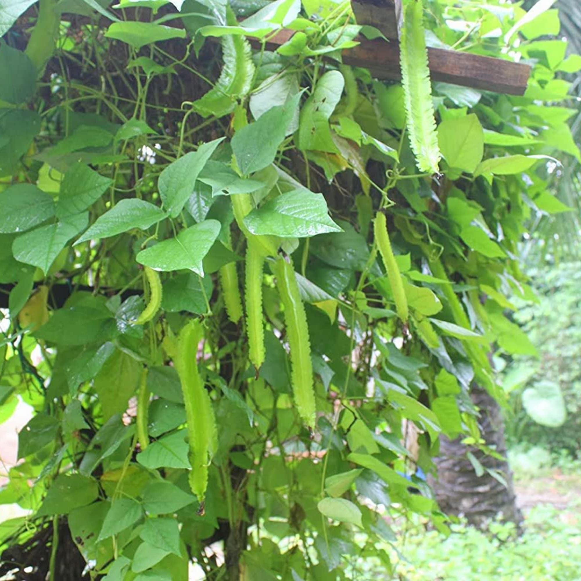 Winged Bean SeedsUMRT Dragon Bean, Four-Angled Bean Annual Perennial ...