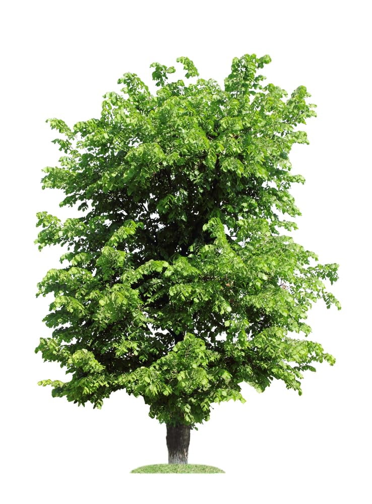 Winged Elm Tree Seedlings for Planting - No Ship to California (1 ...