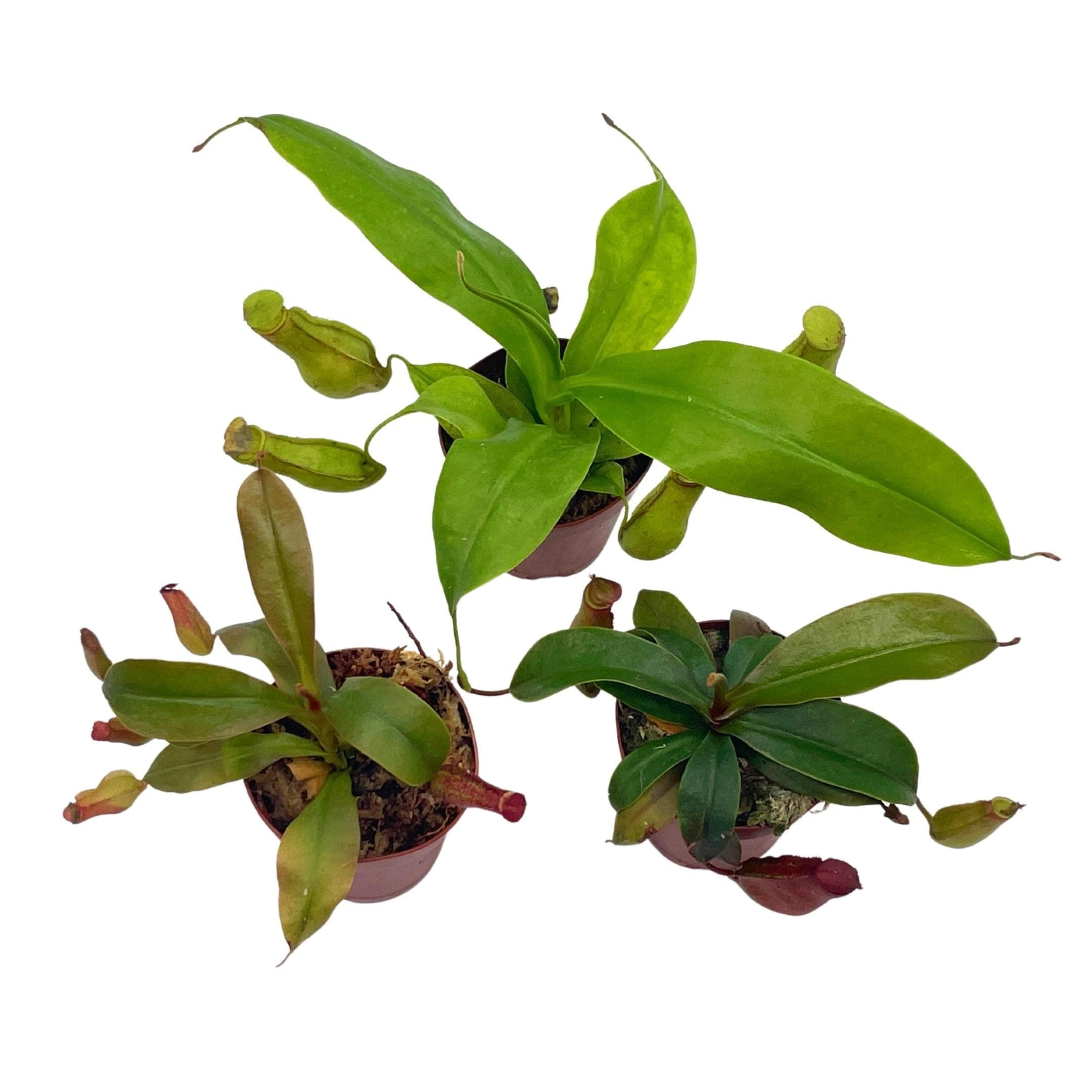 Winged Pitcher Carnivorous Plant Set, Pitcher Plant Assortment, Live ...