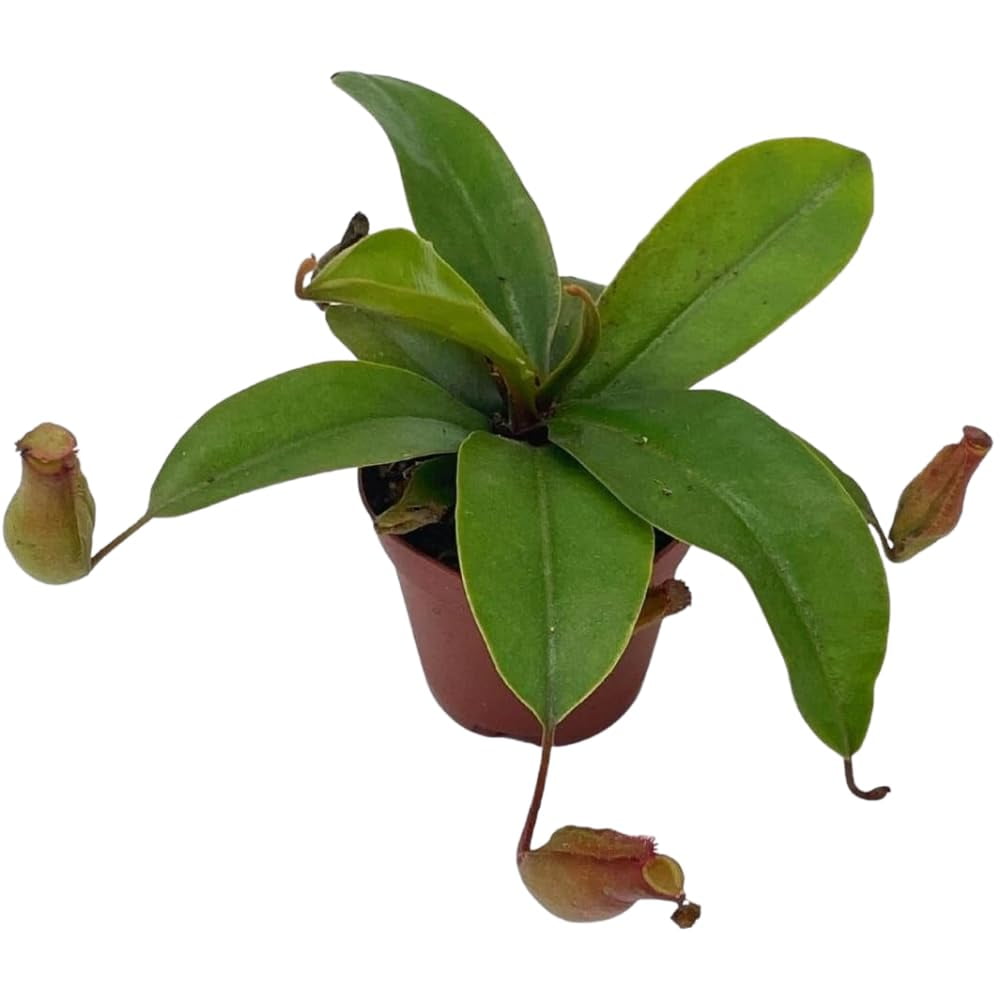 Winged Pitcher Plant, Carnivorous, in 2 inch Pot - Walmart.com