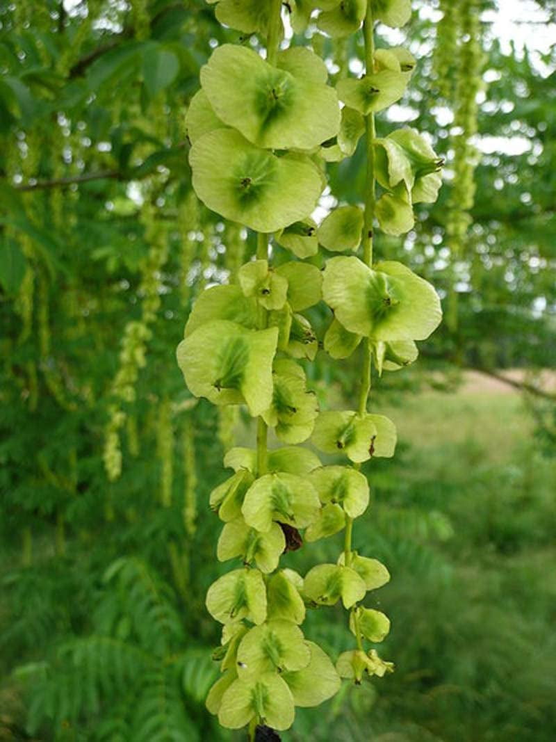 Wingnut Tree Seeds - 10 Seeds - Pterocarya fraxinifolia - Walmart.com