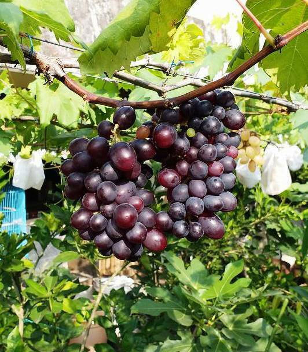 Wink grape- 5 cuttings for rooting or grafting - Walmart.com