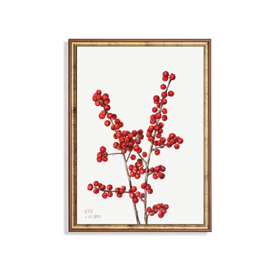 Winter Berry Botanical Poster Red Ilex Illustration, 1920S Nature Art ...