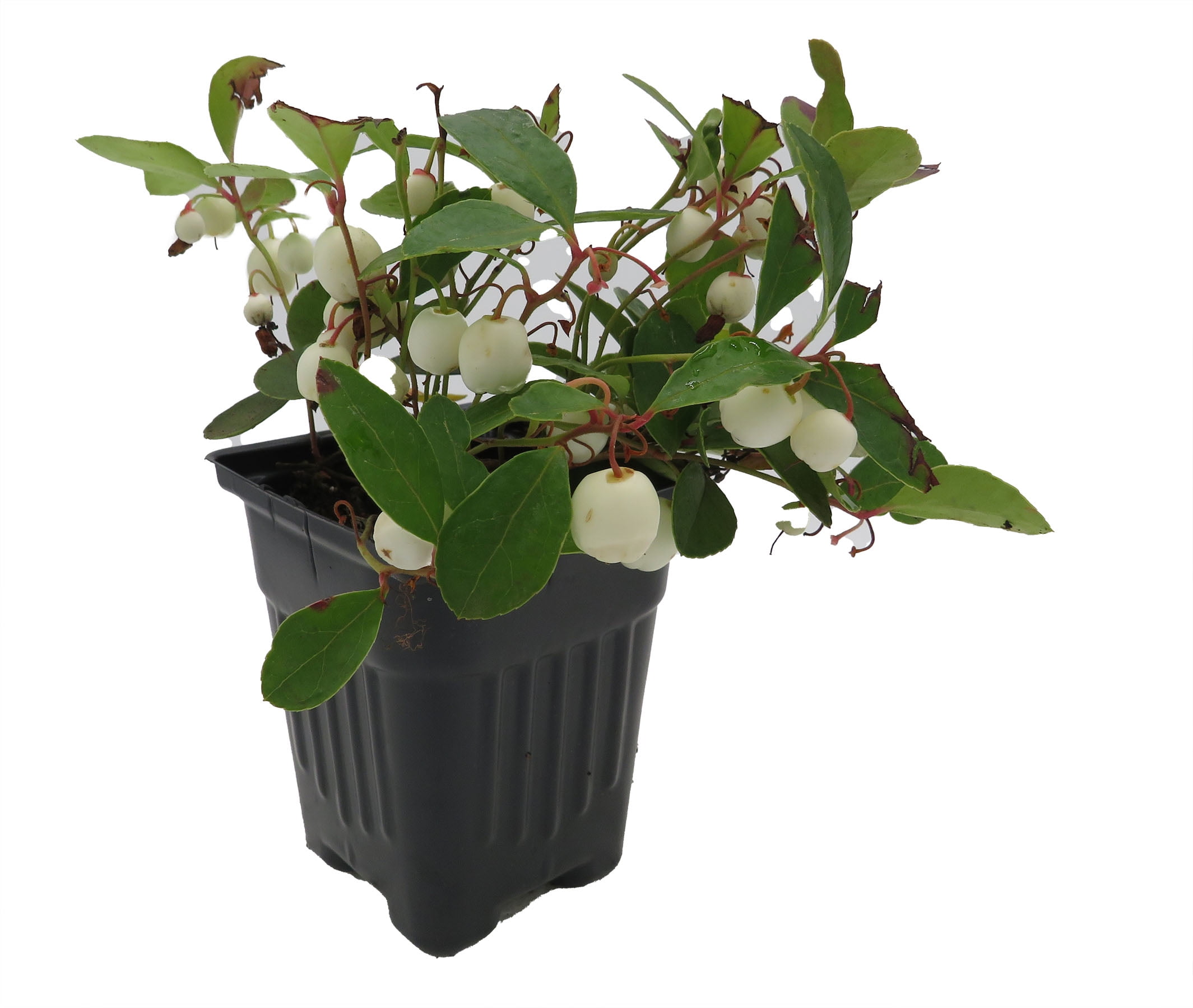 Winter Fiesta™ Wintergreen Plant - Gaultheria procumbens - 4" Pot ...
