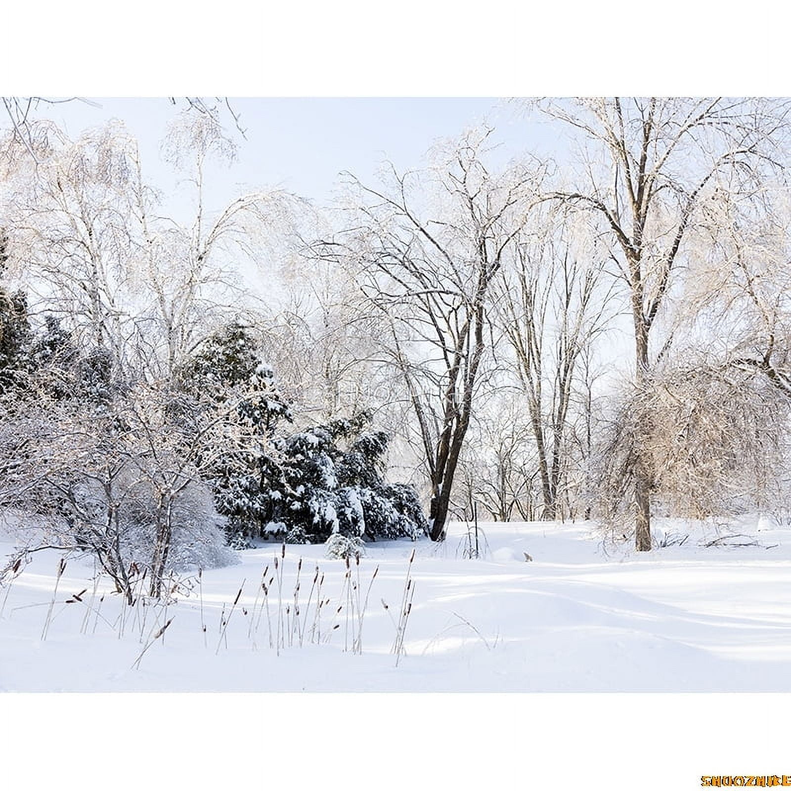 Winter Forest Snowcovered Road Photography Backdrops Blurred Landscape ...