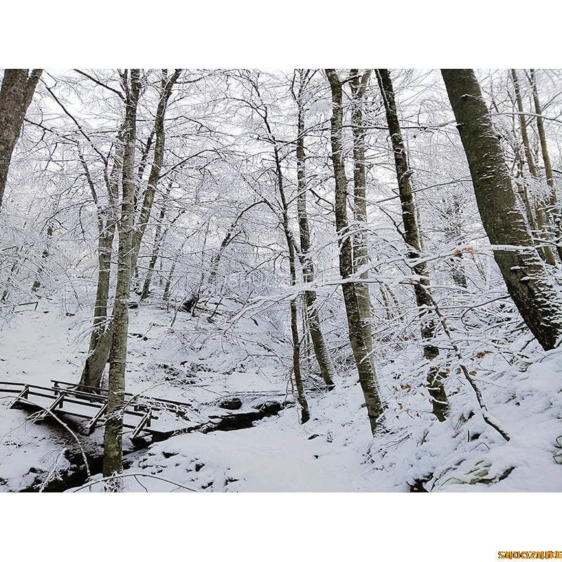 Winter Forest Snowcovered Road Photography Backdrops Blurred Landscape ...