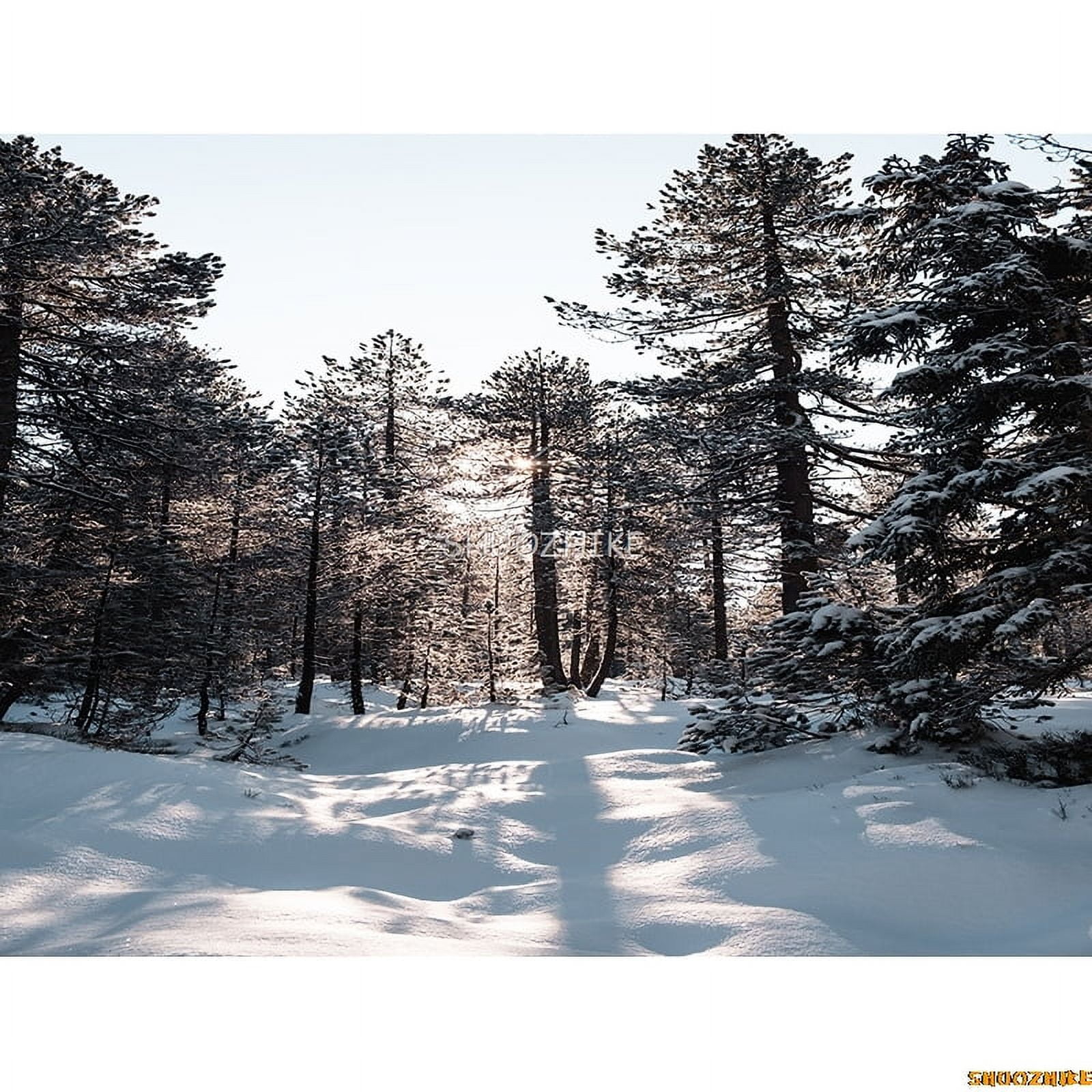 Winter Forest Snowcovered Road Photography Backdrops Blurred Landscape ...