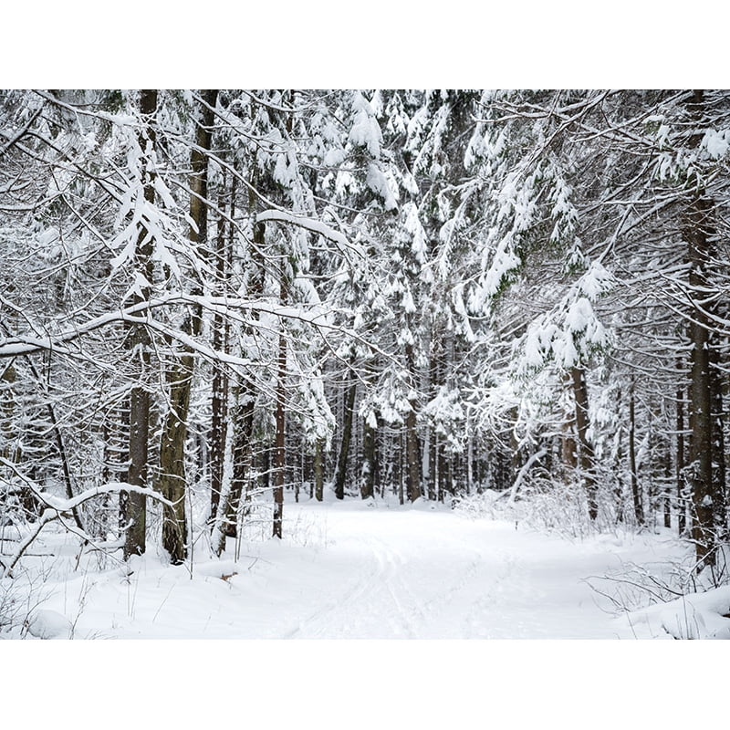 Winter Forest Snowcovered Road Photography Backdrops Blurred Landscape ...